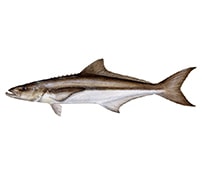 Cobia – Seafood Products Offered By Beacon Fisheries