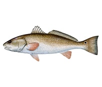 Red Drum – Seafood Products Offered By Beacon Fisheries