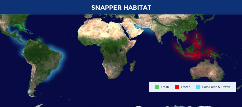 Snapper – Seafood Products Offered By Beacon Fisheries