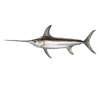 Swordfish – Seafood Products Offered By Beacon Fisheries