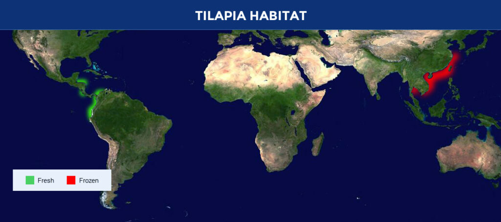 Tilapia – Seafood Products Offered By Beacon Fisheries