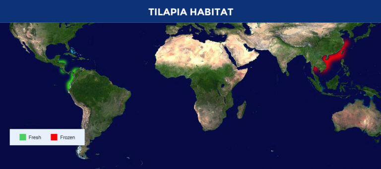 Tilapia – Seafood Products Offered By Beacon Fisheries