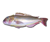 Tilefish – Seafood Products Offered By Beacon Fisheries